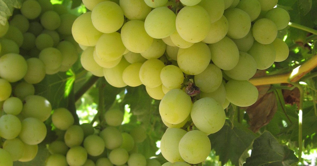Crop Protection | Grapes | Solutions by ADAMA