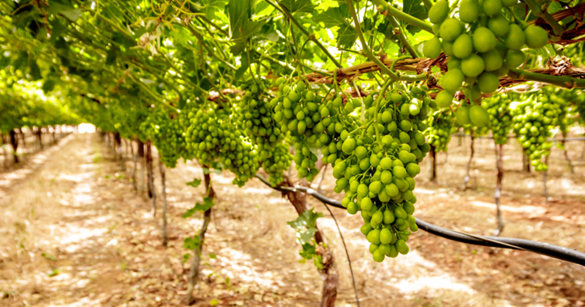 grape plantation
