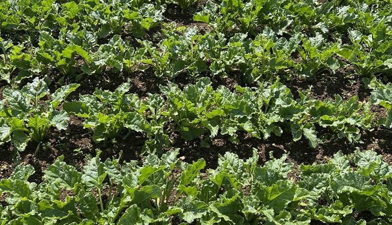 Keeping sugar beet weed-free at all growth stages | ADAMA