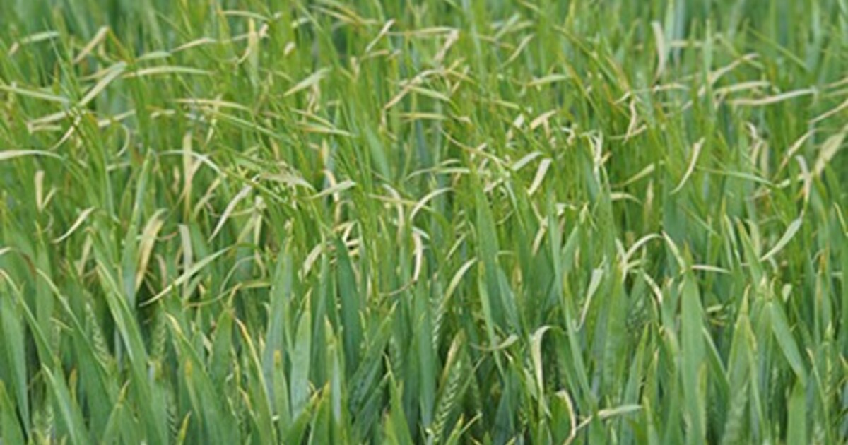 meadow brome control