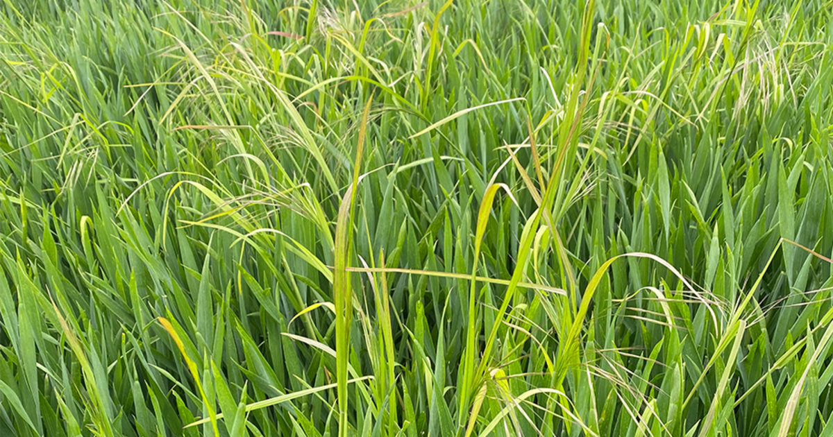 meadow brome control